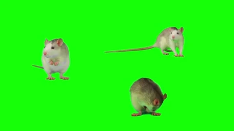 Green Screen Mouse Stock Footage ~ Royalty Free Stock Videos | Pond5