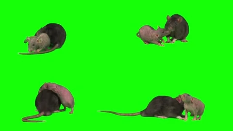 Green Screen Mouse Stock Footage ~ Royalty Free Stock Videos | Pond5