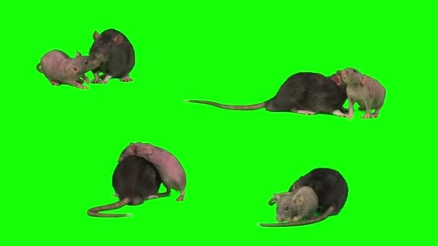 rat mouse isolated on green background s... | Stock Video | Pond5