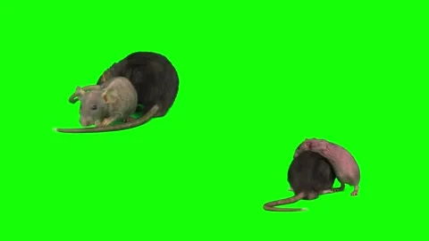 rat mouse isolated on green background s... | Stock Video | Pond5