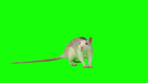 Green Screen Mouse Stock Footage ~ Royalty Free Stock Videos | Pond5