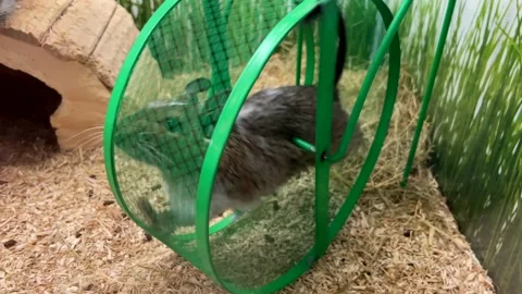 Rat race concept. Degu mouse or rodent r... | Stock Video | Pond5