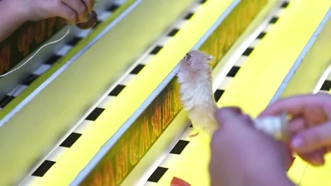 Rat Running Stock Videos – Royalty-Free HD & 4K Videos