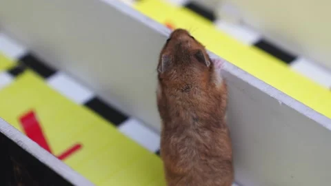 Rat Running Stock Video Footage | Royalty Free Rat Running Videos | Pond5