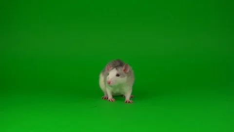 Rat rodent on green screen background | Stock Video | Pond5