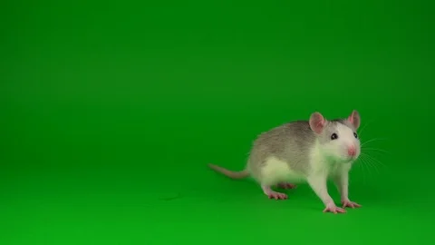 Rat rodent on green screen background | Stock Video | Pond5