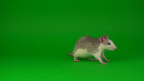 Rat rodent on green screen background | Stock Video | Pond5