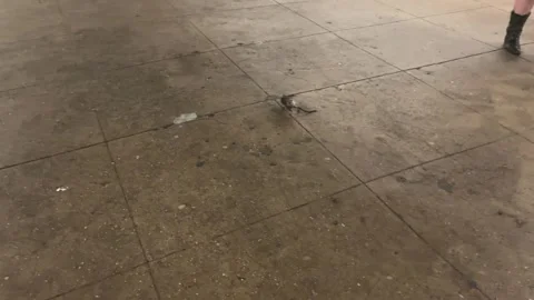 Rat Running Stock Videos – Royalty-Free HD & 4K Videos