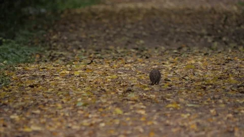Rat Running Stock Video Footage | Royalty Free Rat Running Videos | Pond5