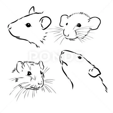 Rat sketch drawn by hand. Black and white vector illustration ...