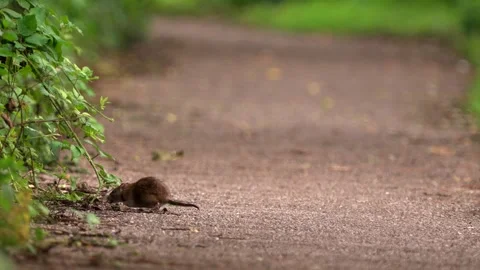 Rat Running Stock Videos – Royalty-Free HD & 4K Videos