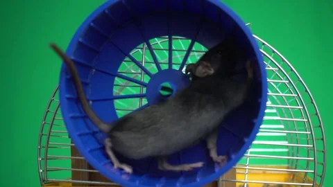 rat turning the wheel on a green backgro... | Stock Video | Pond5