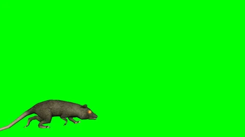 Rat walking across green screen lower th... | Stock Video | Pond5