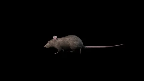 A rat walking on black background, 3D an... | Stock Video | Pond5