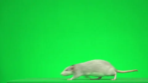 rat walking on the green screen | Stock Video | Pond5