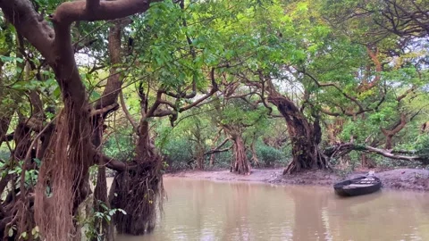 Ratargul swamp forest known as Sundarban... | Stock Video | Pond5