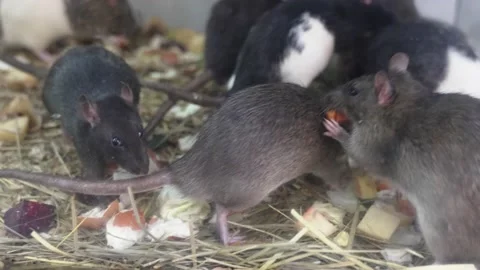 rats and mice in a terrarium. aquarium f... | Stock Video | Pond5