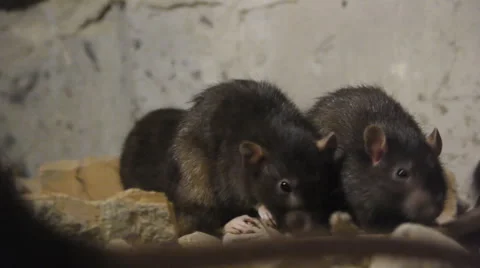 Cave The Stock Footage ~ Royalty Free Stock Videos | Pond5