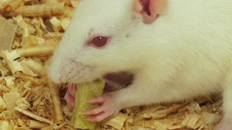 Food Fight Stock Video Footage | Royalty Free Food Fight Videos | Pond5