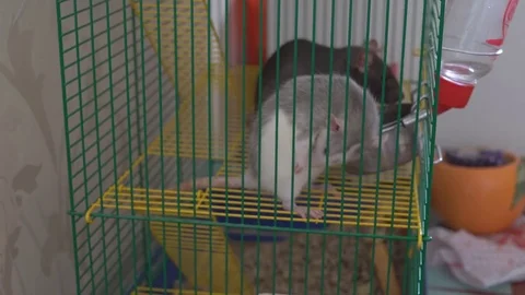 Lab Video Watching Stock Videos – Royalty-Free HD & 4K Videos | Pond5