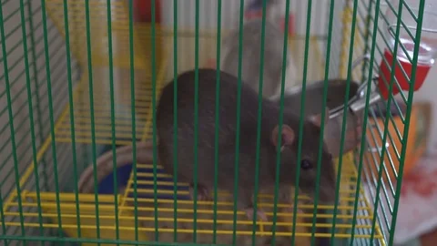 Lab Video Watching Stock Videos – Royalty-Free HD & 4K Videos | Pond5