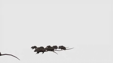 Rats Running animation on a transparent ... | Stock Video | Pond5