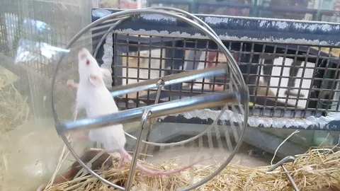 Rats Running Stock Videos – Royalty-Free HD & 4K Videos | Pond5