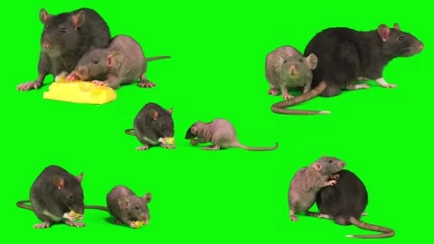 Rats Green Screen Stock Videos – Royalty-Free HD & 4K Videos | Pond5