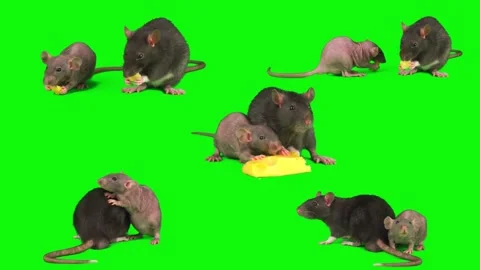 Rats Green Screen Stock Videos – Royalty-Free HD & 4K Videos | Pond5