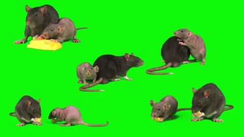 Rats Green Screen Stock Videos – Royalty-Free HD & 4K Videos | Pond5