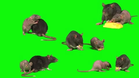 Rats Green Screen Stock Videos – Royalty-Free HD & 4K Videos | Pond5