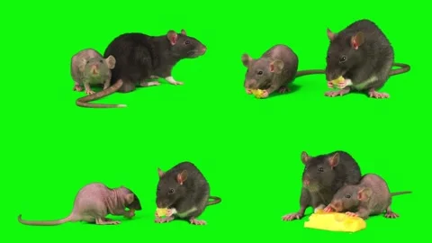 rats set isolated on green background mo... | Stock Video | Pond5