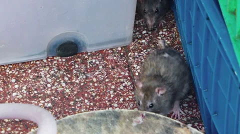 Public Grool Videos Stock Videos – Royalty-Free HD & 4K Videos