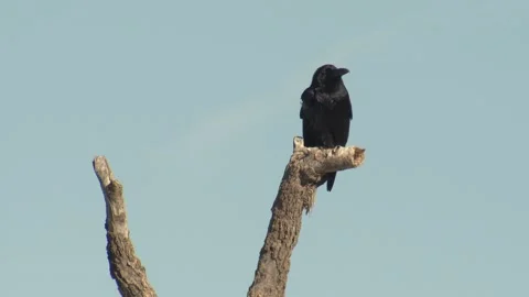 Raven Bird Perched Looking Around on Dea... | Stock Video | Pond5