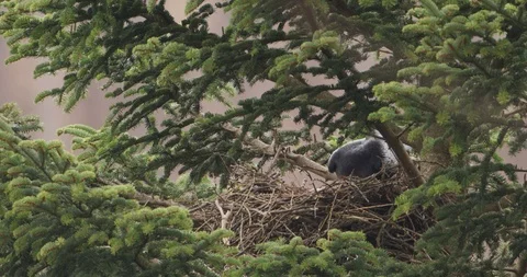 The raven is building its nest, 4k | Stock Video | Pond5