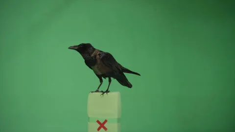 Green Screen Crow Flying Stock Footage ~ Royalty Free Stock Videos | Pond5