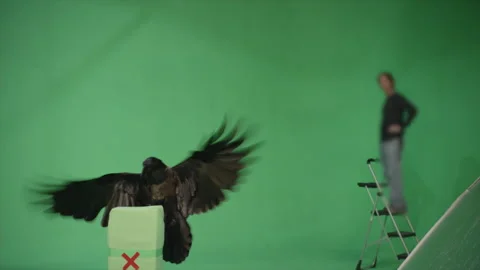 Raven Crow Flying Green Screen 16 | Stock Video | Pond5