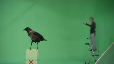 Green Screen Crow Stock Footage ~ Royalty Free Stock Videos | Pond5