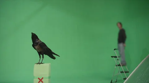 Green Screen Crow Stock Videos – Royalty-Free HD & 4K Videos | Pond5