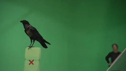 Green Screen Raven Stock Videos – Royalty-Free HD & 4K Videos | Pond5
