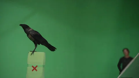 Green Screen Crow Stock Videos – Royalty-Free HD & 4K Videos | Pond5