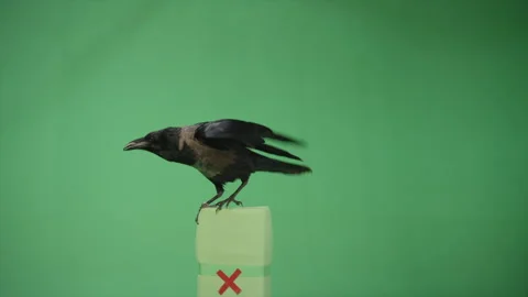 Green Screen Crow Stock Videos – Royalty-Free HD & 4K Videos | Pond5