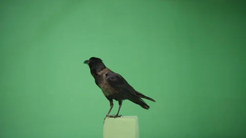 Crow Green Screen Stock Video Footage | Royalty Free Crow Green Screen ...
