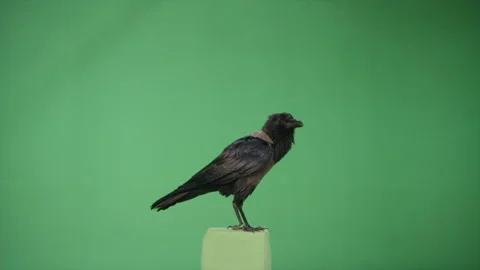 Crow Green Screen Stock Video Footage | Royalty Free Crow Green Screen ...