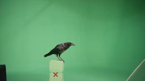 Green Screen Crow Stock Footage ~ Royalty Free Stock Videos | Pond5