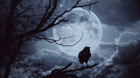 Raven sitting on the branch at night ful... | Stock Video | Pond5