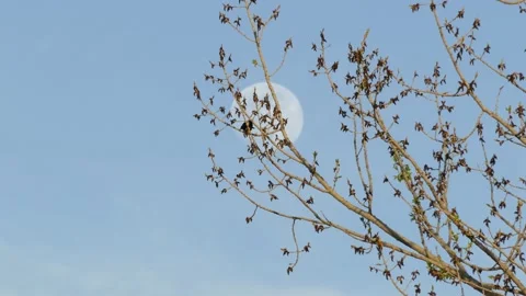 Raven sitting on tree branch with moon i... | Stock Video | Pond5