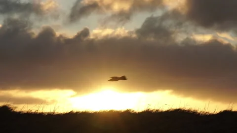 Birds Swooping Down Stock Video Footage | Royalty Free Birds Swooping ...