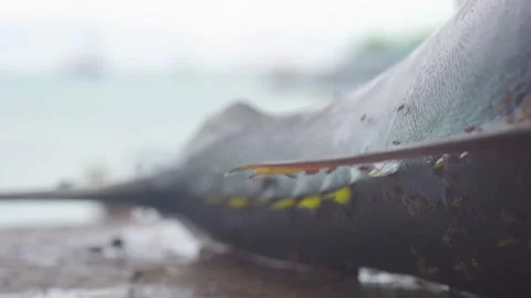 raw dead fish on fish market counter ful... | Stock Video | Pond5