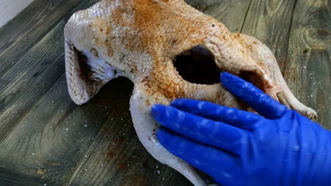 Rubber Goose Duck Stock Videos – Royalty-Free HD & 4K Videos | Pond5